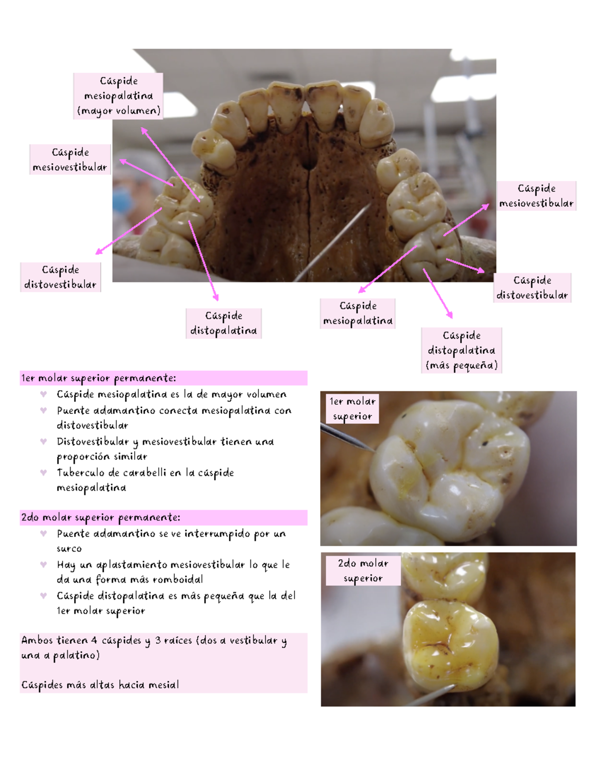 Cuspide Dental Definicion At Max Wroblewski Blog