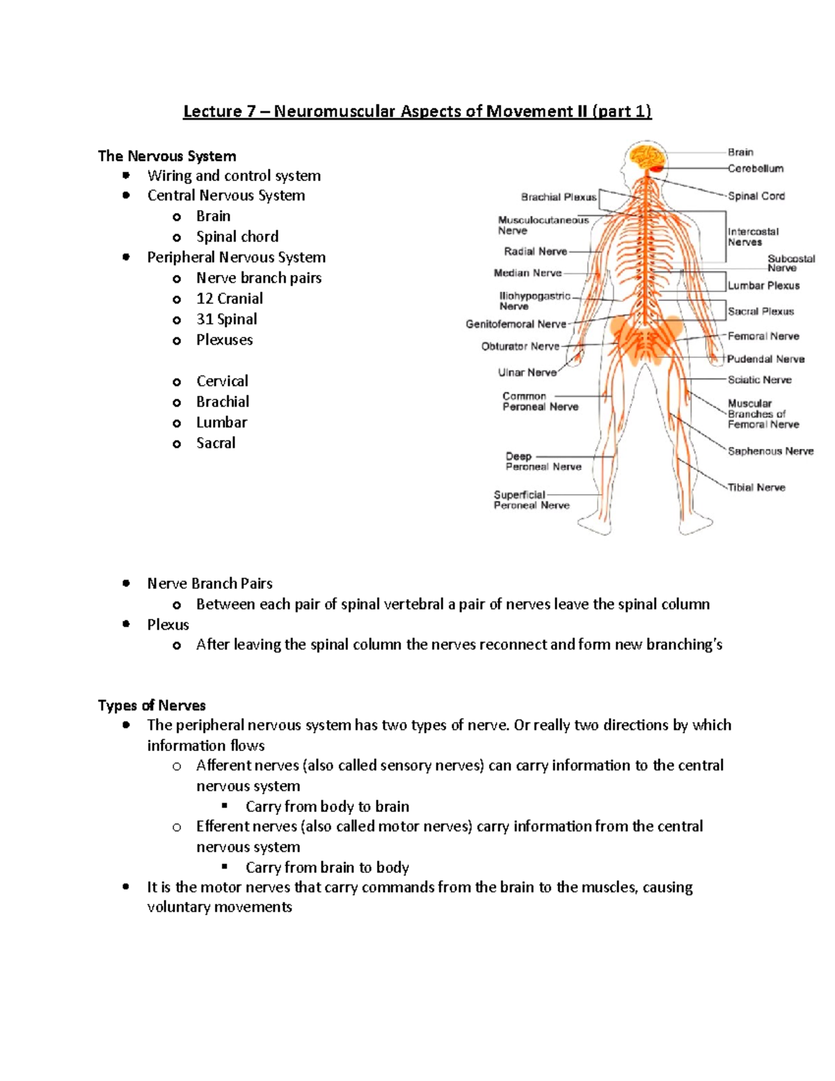 Lecture 7 - Neuromuscular Aspects of Movement - Lecture 7 ...