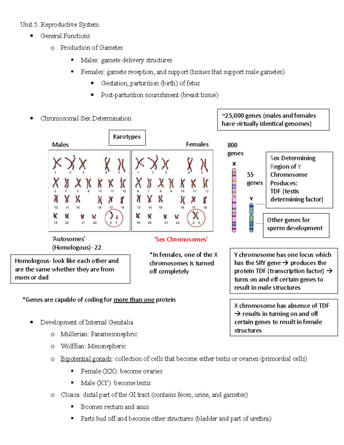 BIO 202- Reproductive System - Unit 5: Reproductive System General ...