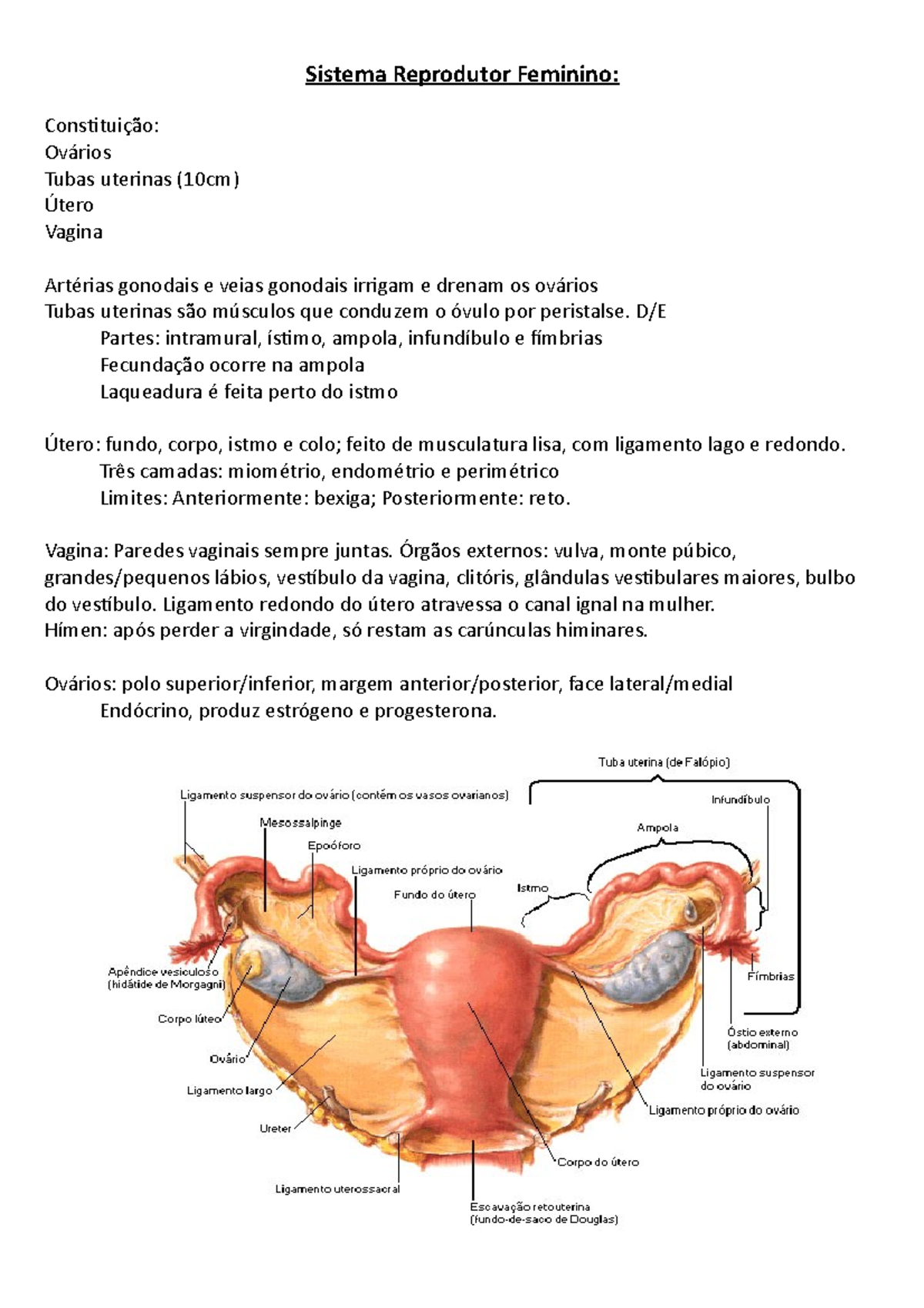 Anatomia Sistema Reprodutor Feminino - Sistema Reprodutor Feminino ...