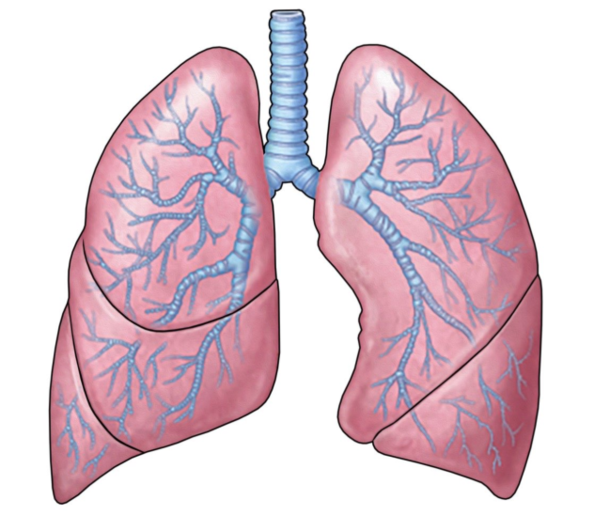 Respiratory - System Disorders - STUDENT NAME ...