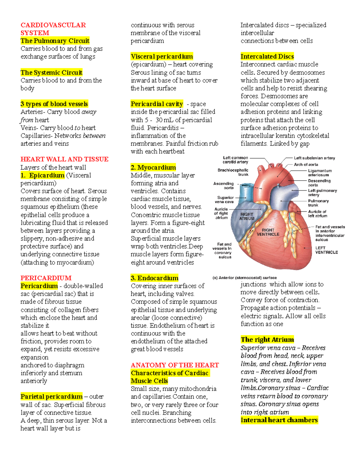 Cardiology Medical Terminology Pdf