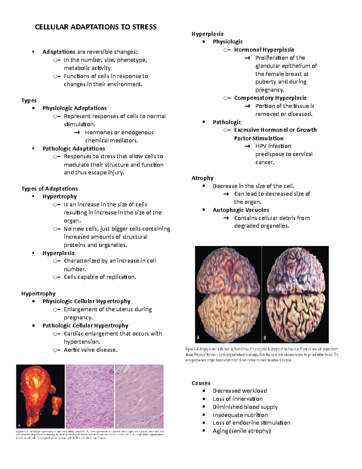 Cellular- Adaptations-to- Stress - Medical Technology MD - StuDocu