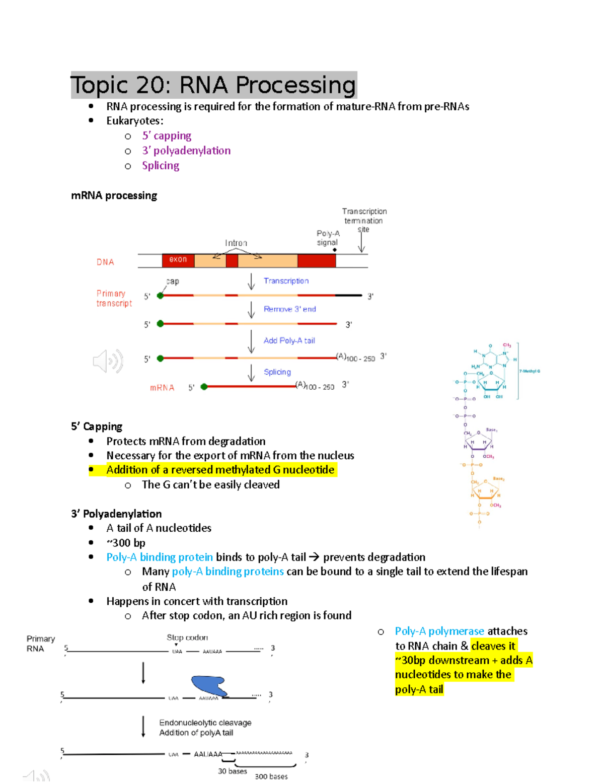 Topic 20+21 - Topic 20: RNA Processing RNA processing is required for ...
