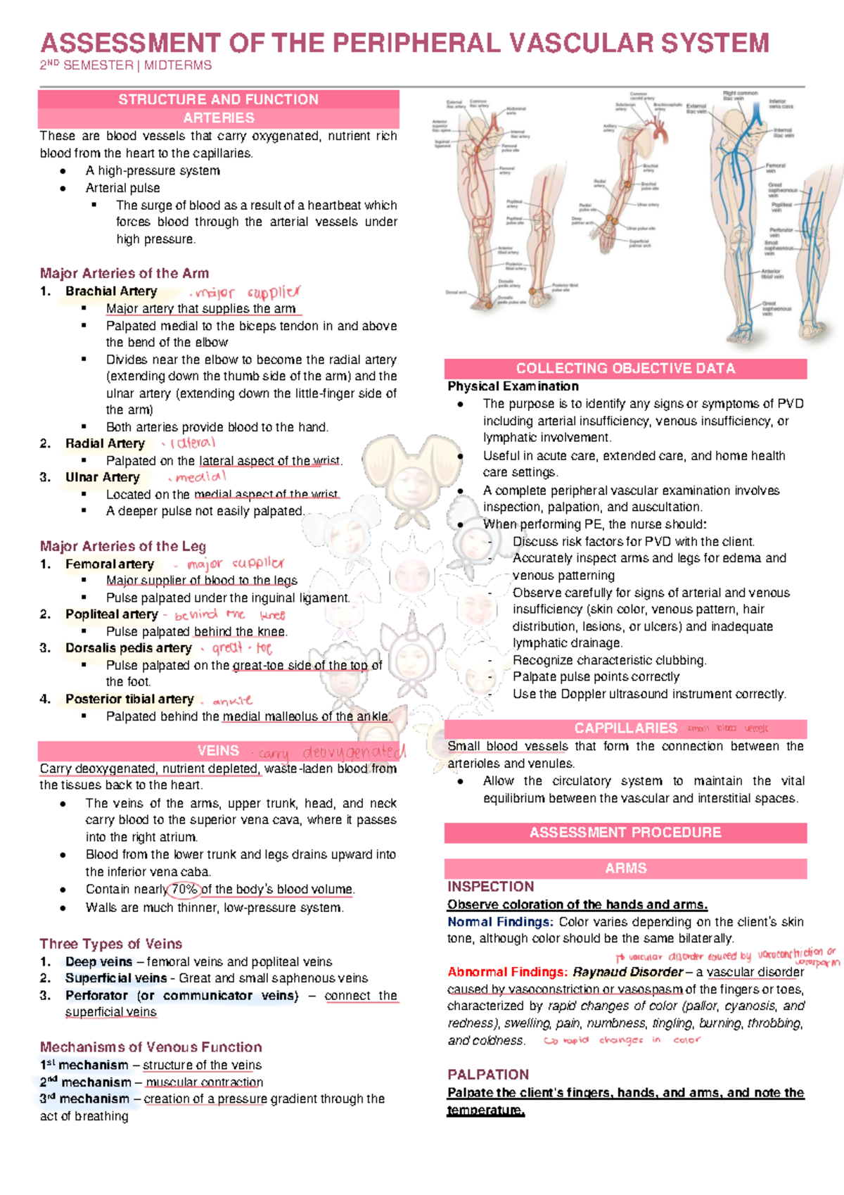 5 Peripheral Vascular System - 2 ND SEMESTER | MIDTERMS STRUCTURE AND ...