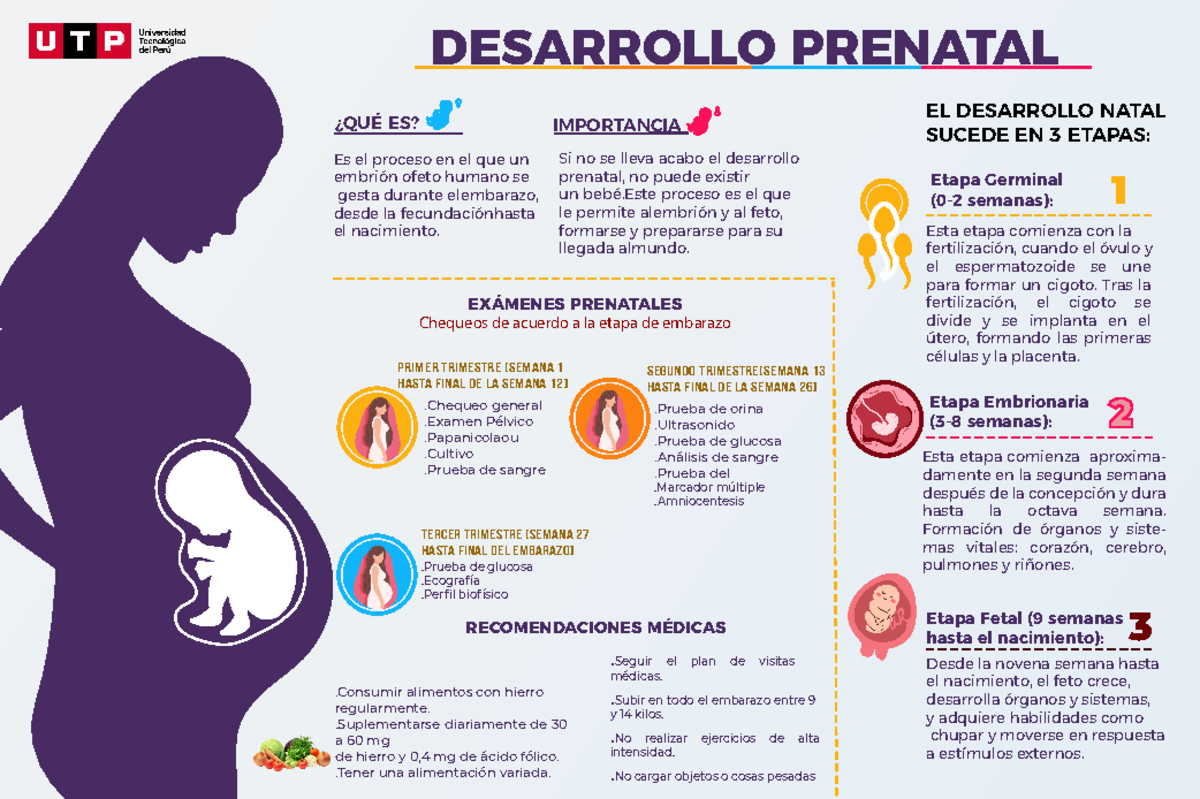 Infografía DE LA Etapa Prenata - suyon sandoval Félix - DESARROLLO ...