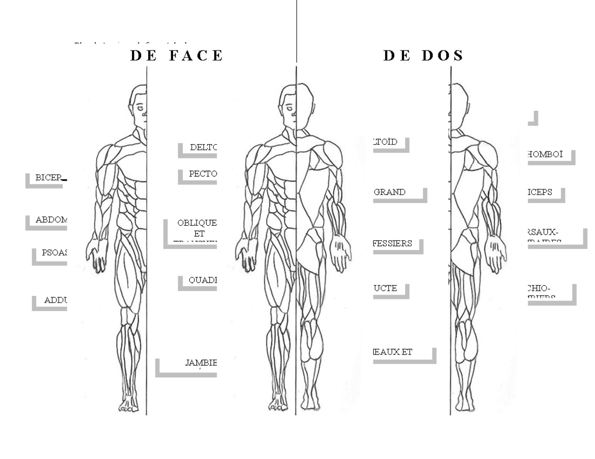 Travail 1 musculaire - Planchatomique de face et de dos D E F A C E D E ...