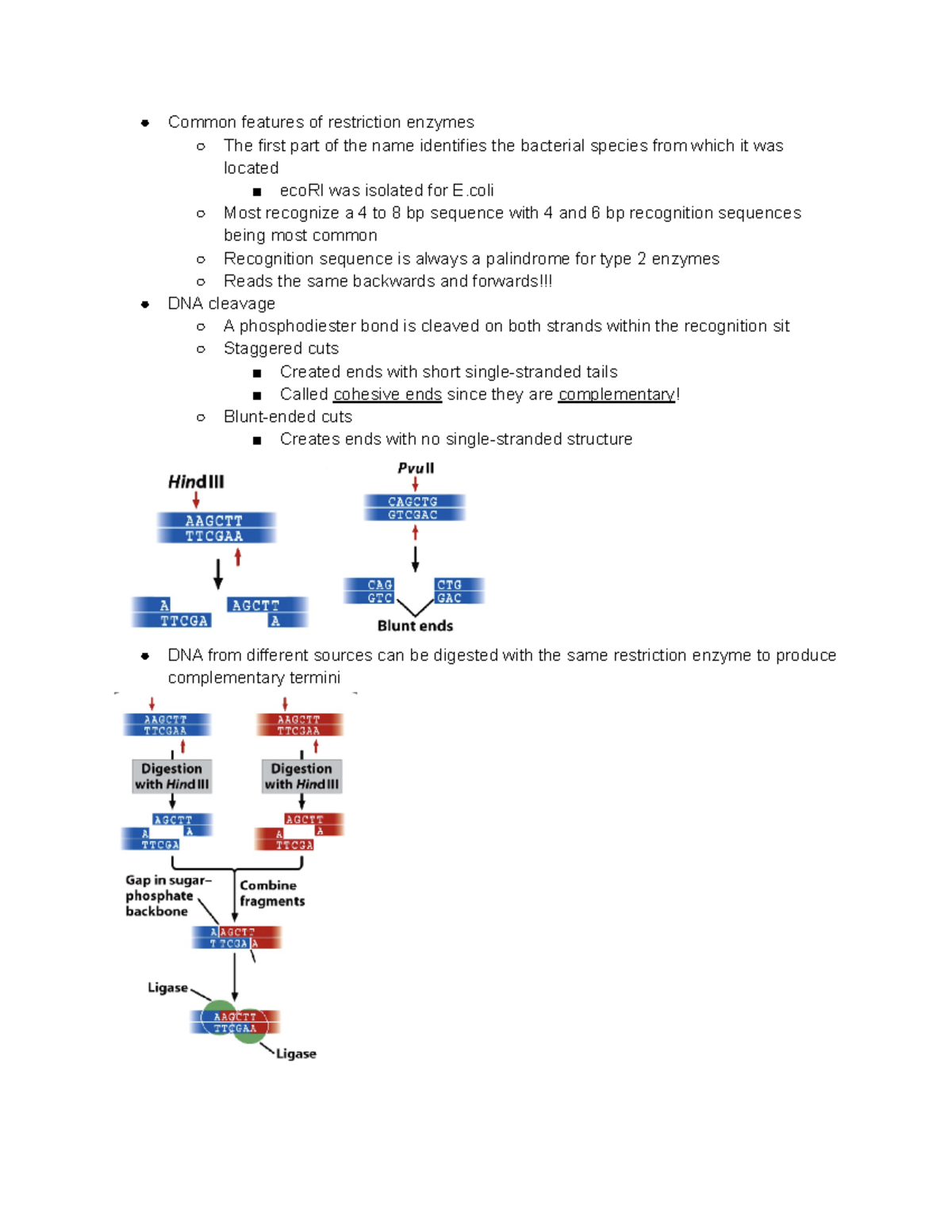 Genetics Chapter 19 Notes Part 2 - Common features of restriction ...
