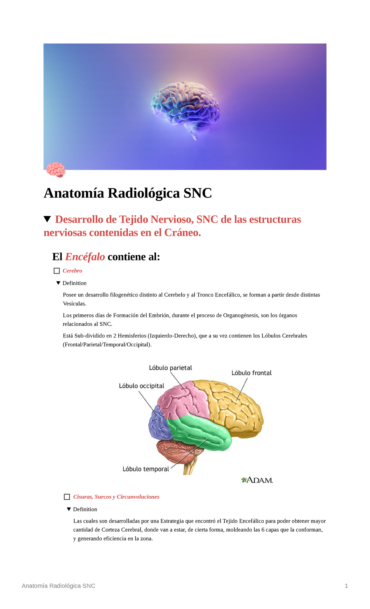 Anatomía Radiológica SNC 1 - Anatomía Radiológica SNC Desarrollo de ...