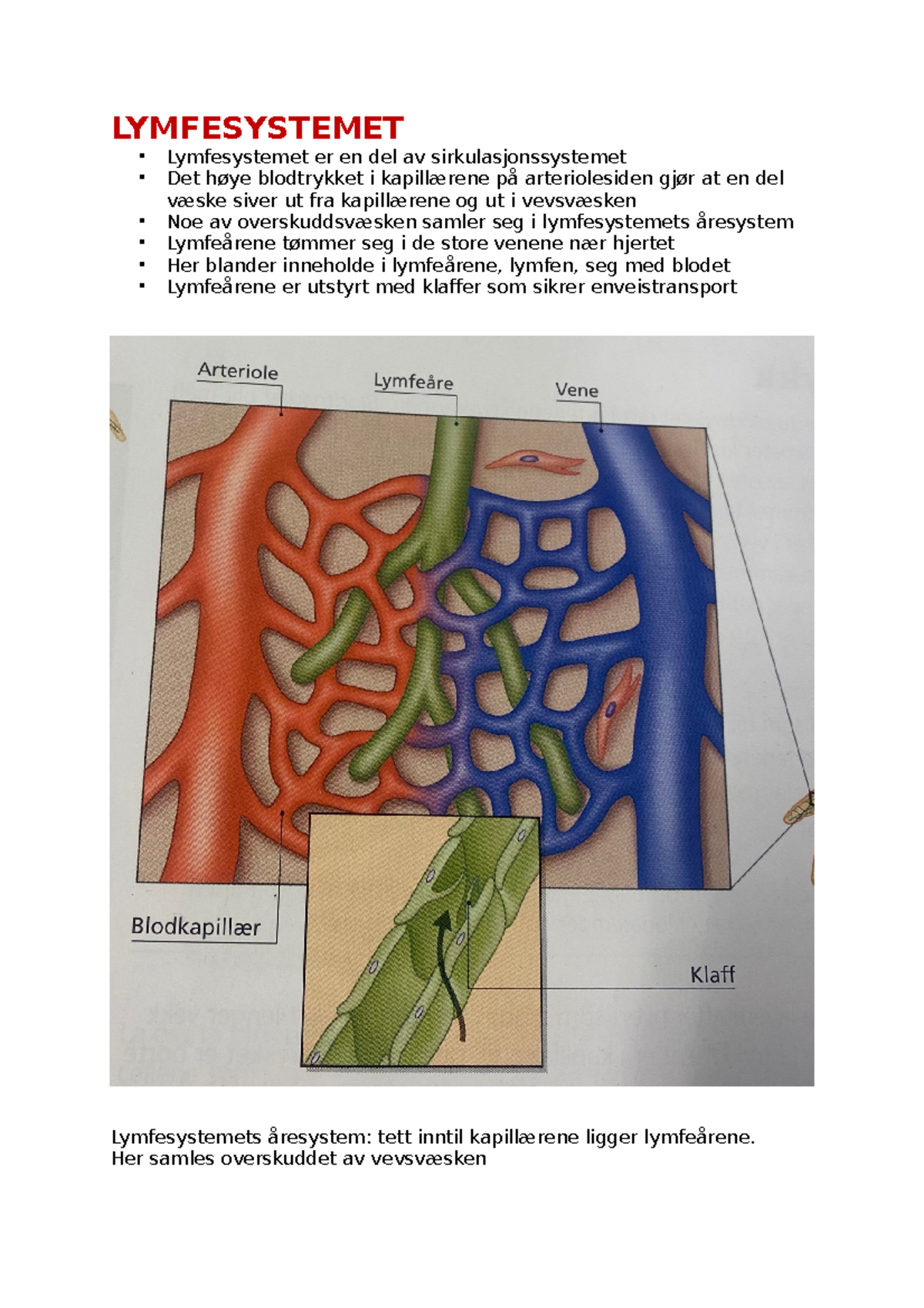 Lymfesystemet - bio 1 - LYMFESYSTEMET Lymfesystemet er en del av ...