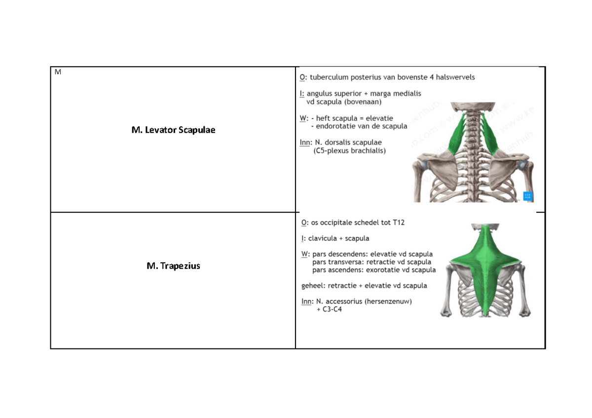 Flashcards bovenste lidmaat - M M. Levator Scapulae M. Trapezius M ...