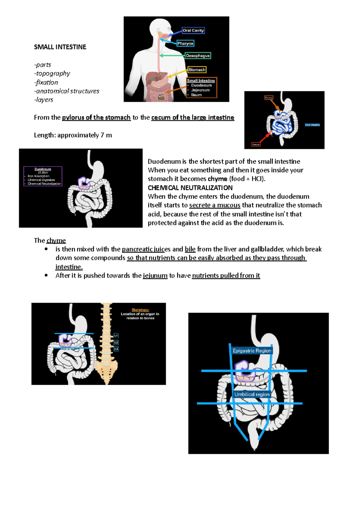 Small Intestine - SMALL INTESTINE -parts -topography -fixation ...