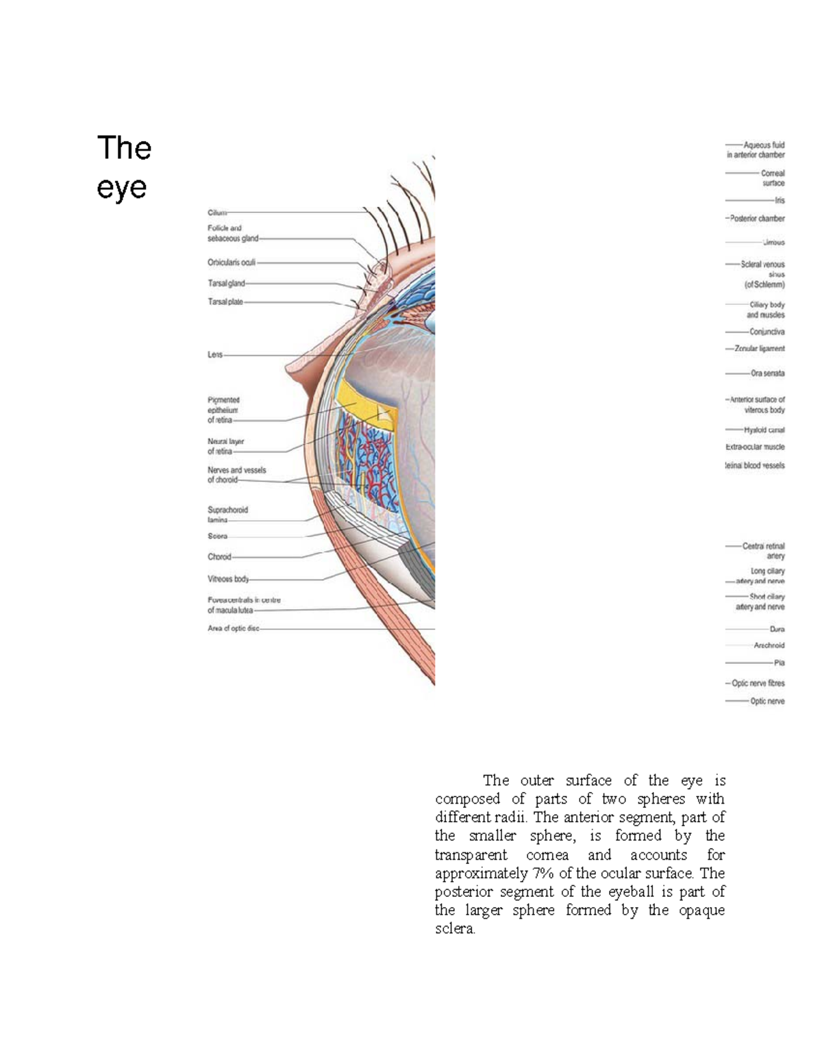 Anatomy of the Eye - The eye The outer surface of the eye is composed ...