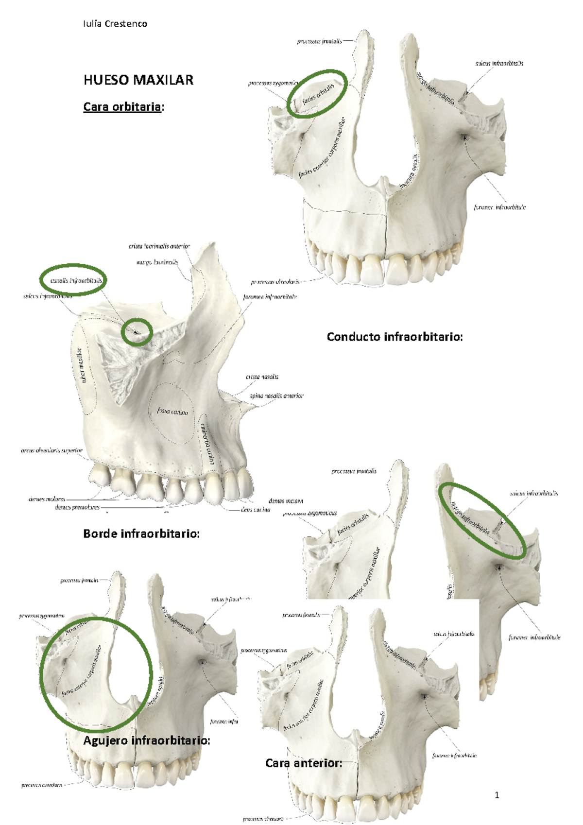 Anato, Maxilar + Mandíbula - HUESO MAXILAR Cara orbitaria: Conducto ...