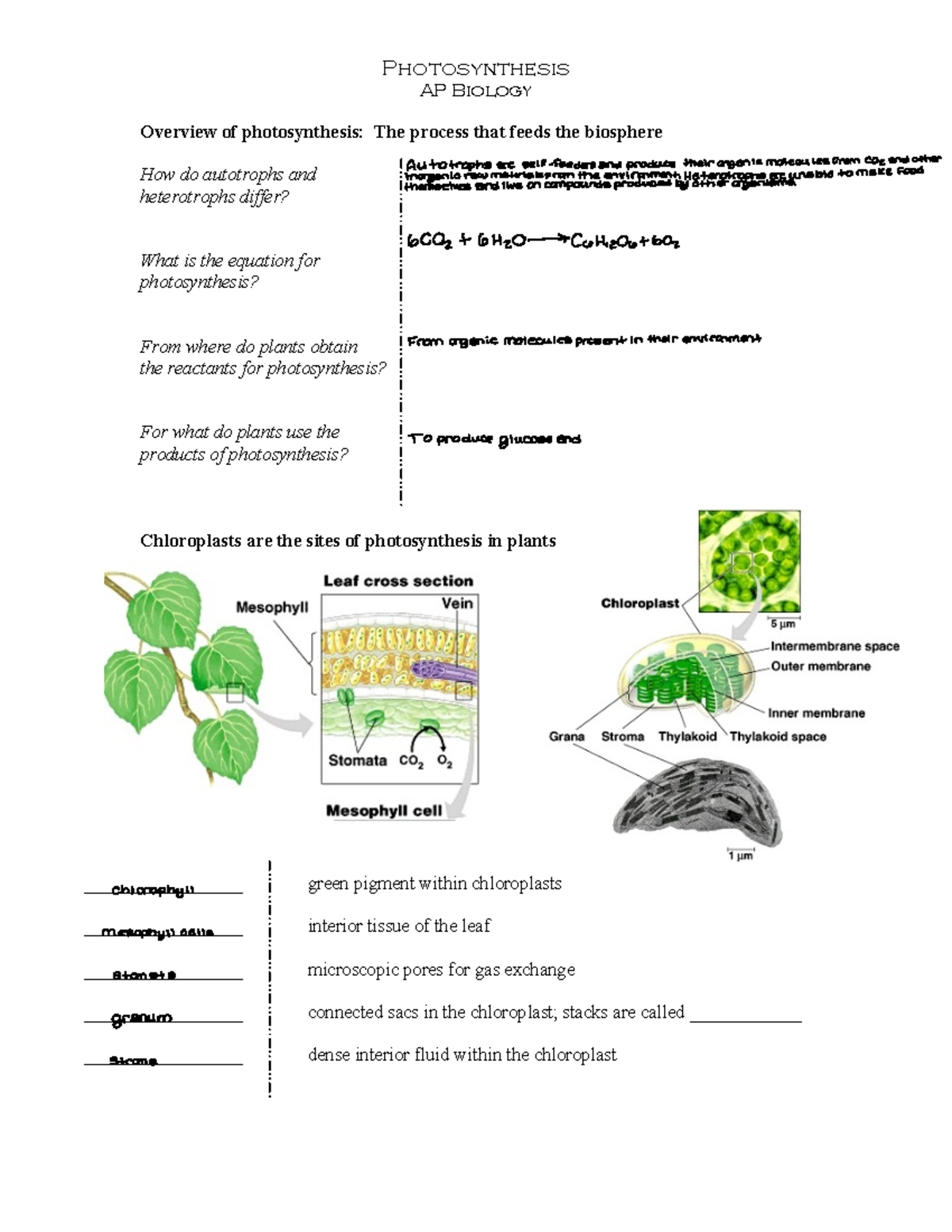 Ap bio 13 - study notes - Photosynthesis AP Biology Overview of ...