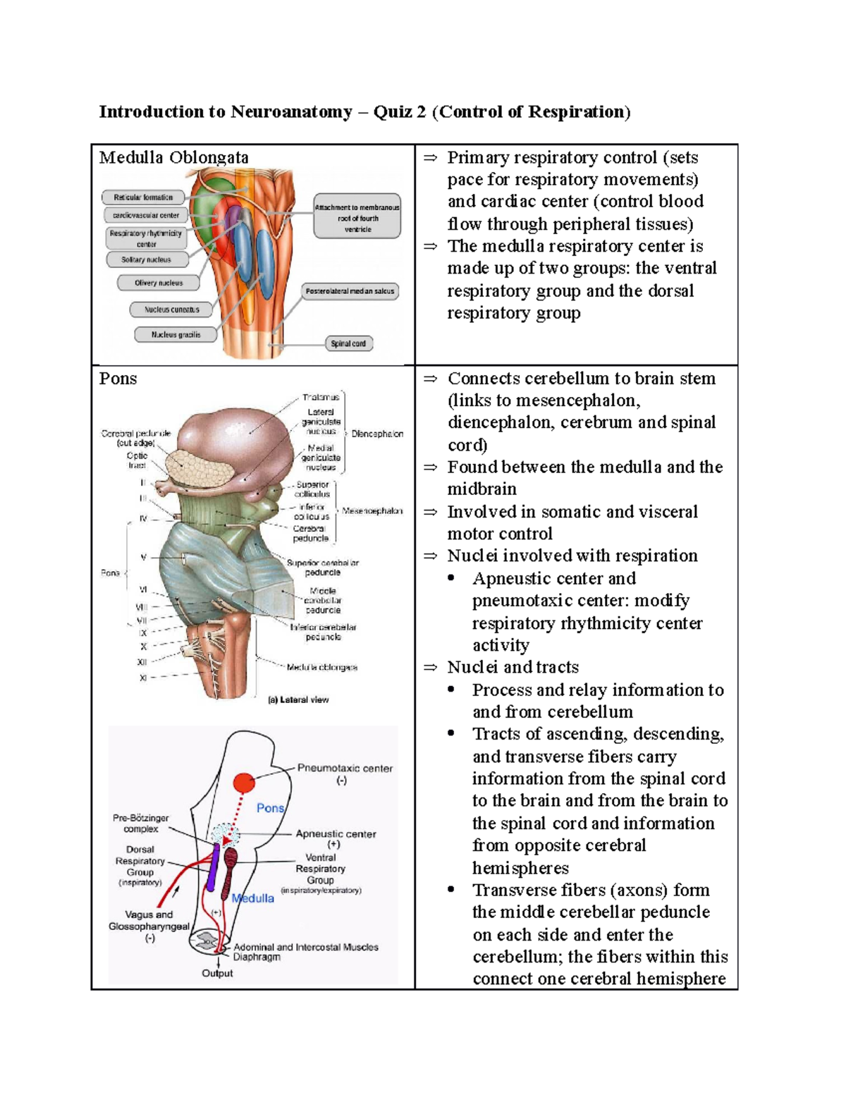 Neuroanatomy notes - Introduction to Neuroanatomy – Quiz 2 (Control of ...