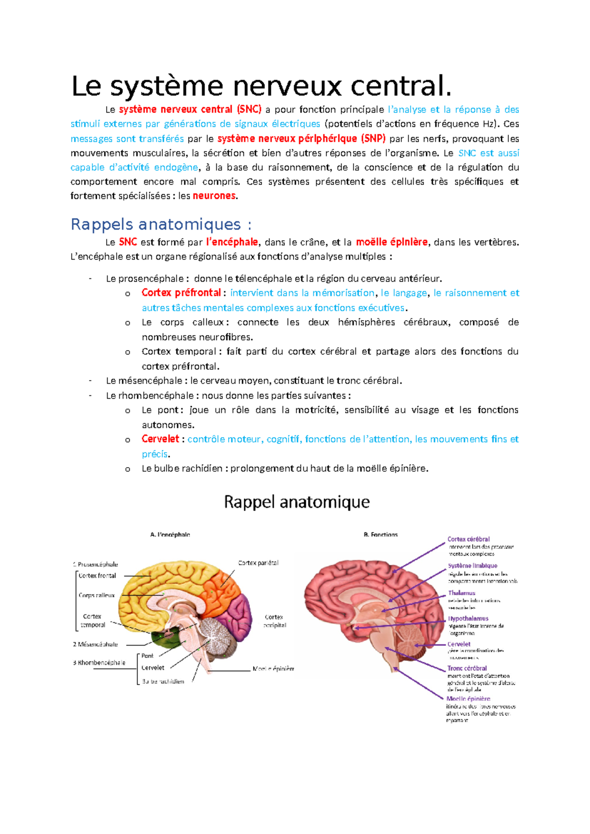 Le système nerveux central - Le système nerveux central (SNC) a pour ...