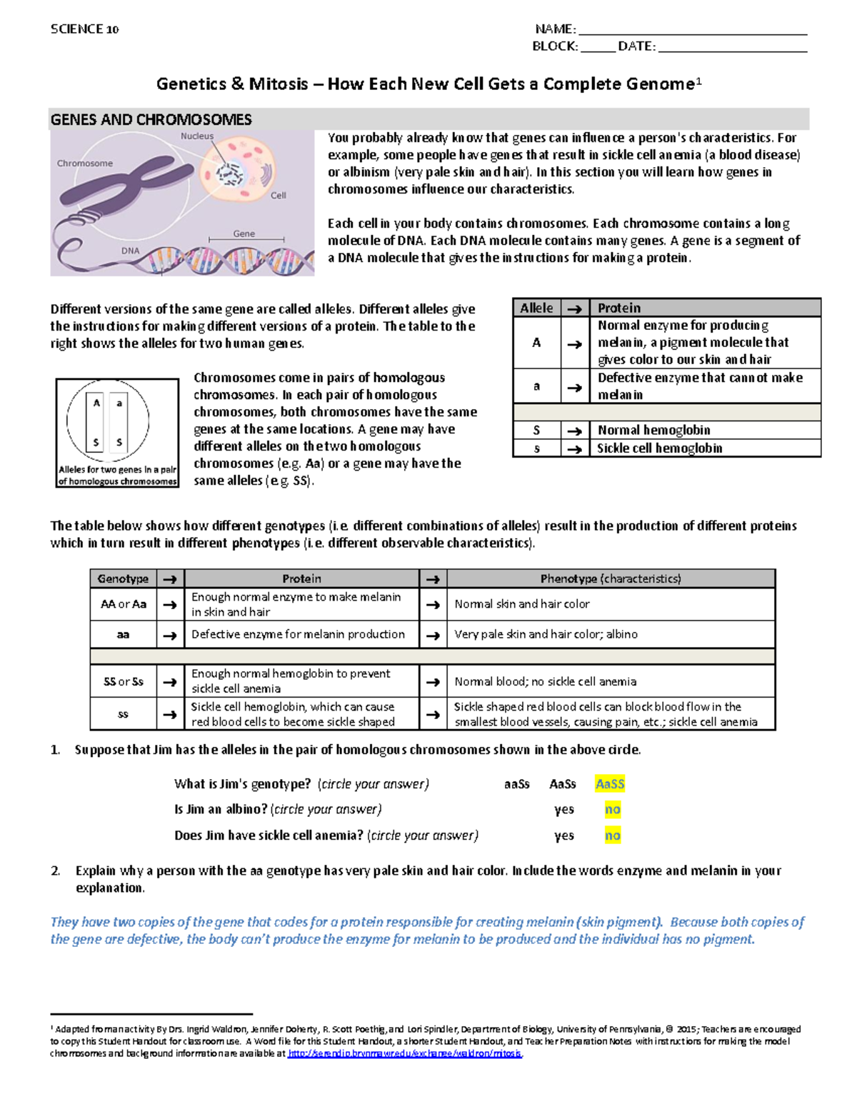 6 mitosis and genetics lesson 6 key - SCIENCE 10 NAME: BLOCK ...