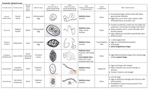 Protozoa Activity 1 - PROTOZOA Scientific name Specimen used to ...