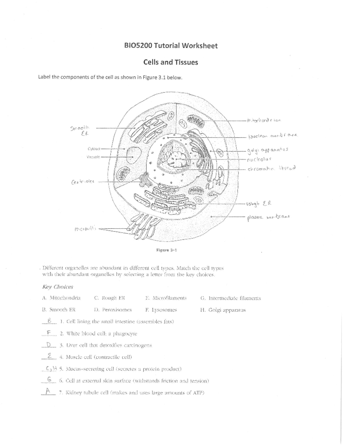 Answers Cells And Tissues NSG5113 Studocu answers-cells-and-tissues-nsg5113-studocu