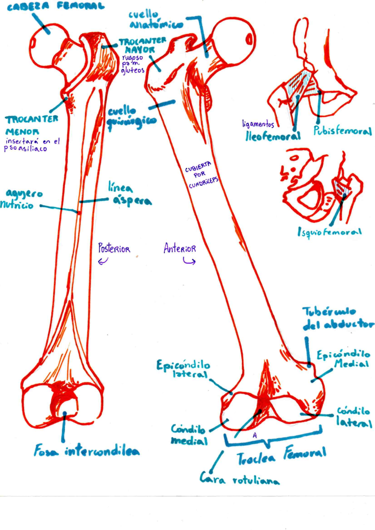 Femur - Resumen Anatomia I - Studocu