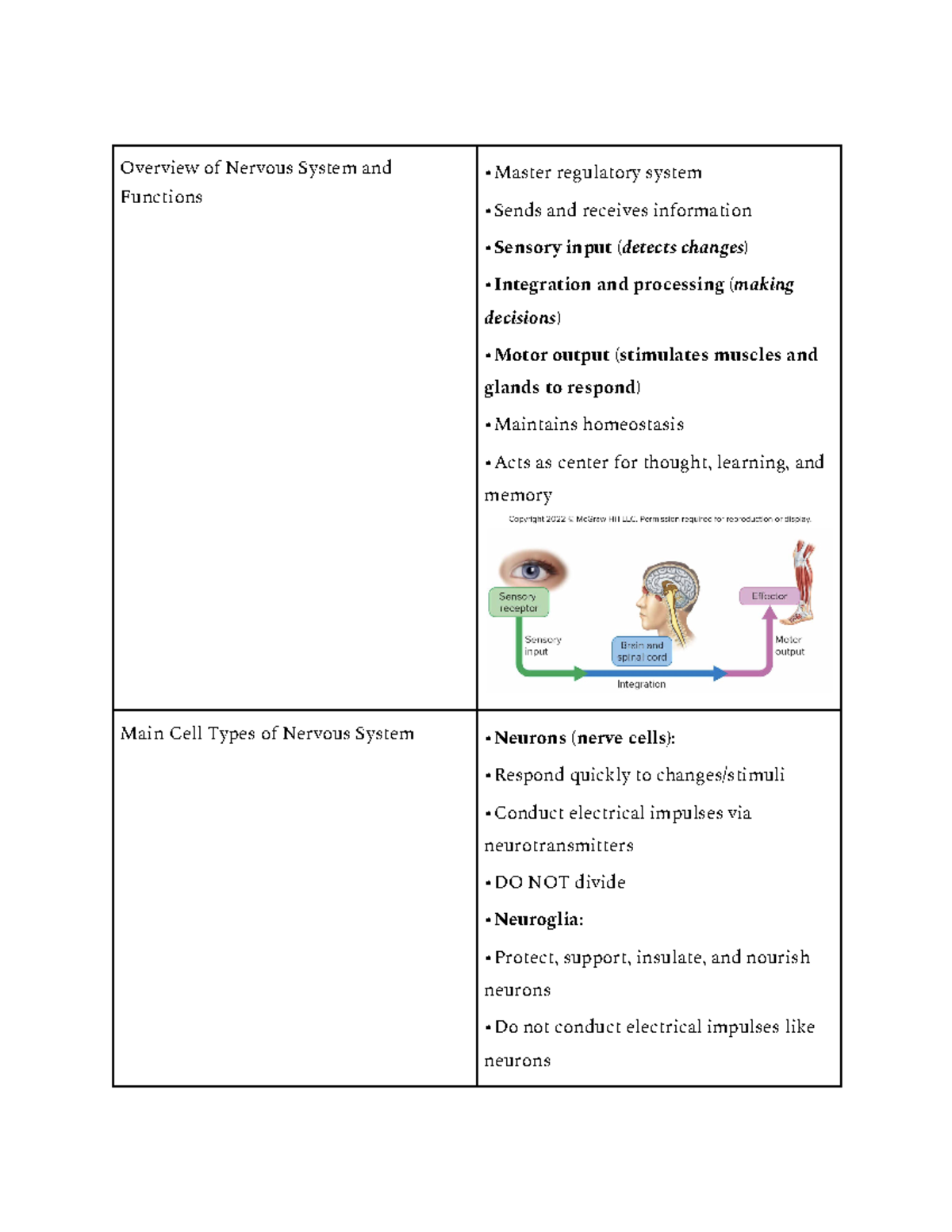 Human A&P Chapter 10 Notes - Google Docs - Overview of Nervous System ...