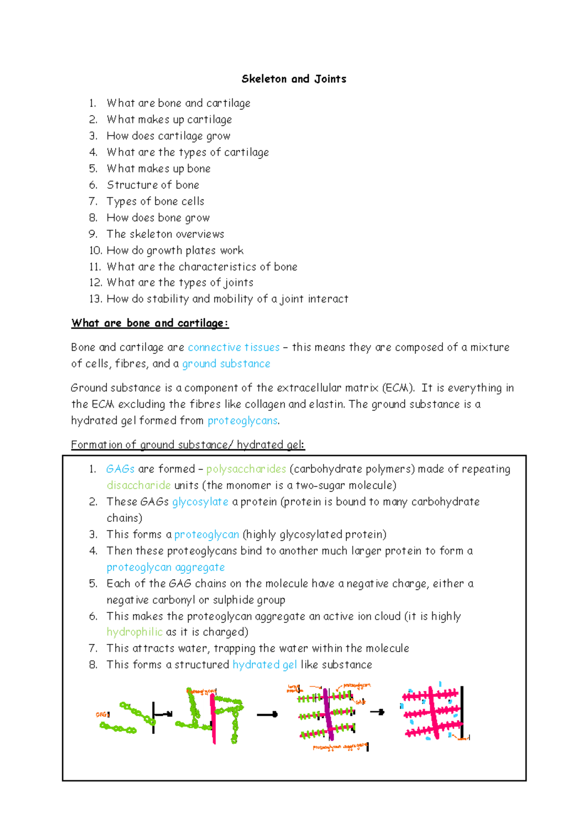 Skeleton and Joints - Notes on bones and cartilage - Skeleton and ...