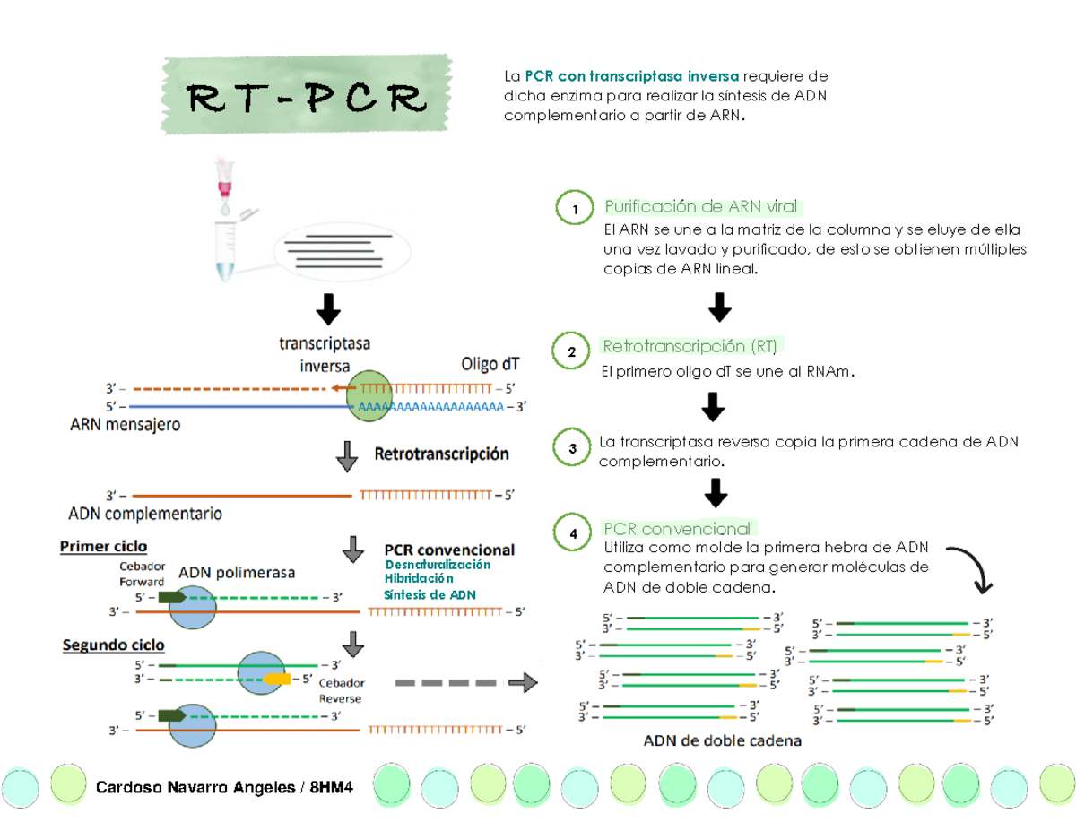Esquema técnica de RT-PCR - Cardoso Navarro Angeles - Cardoso Navarro Angeles / 8HM 1 ...