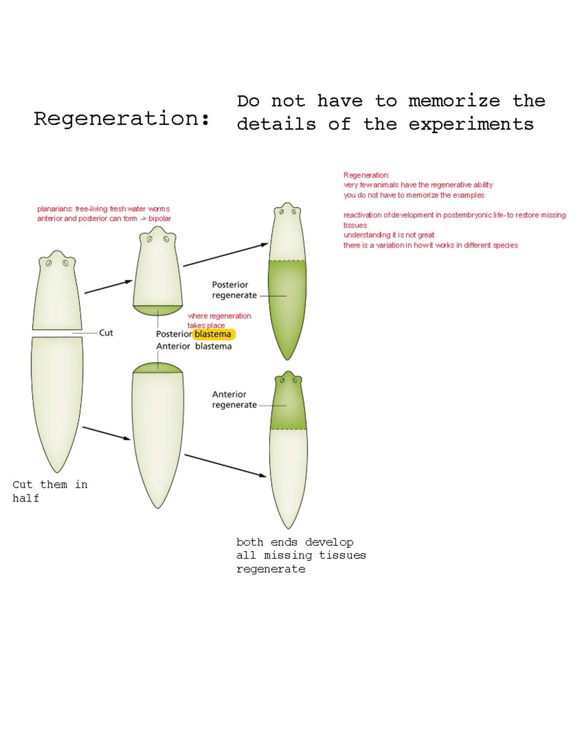Lecture 18 - Regeneration: very few animals have the regenerative ...