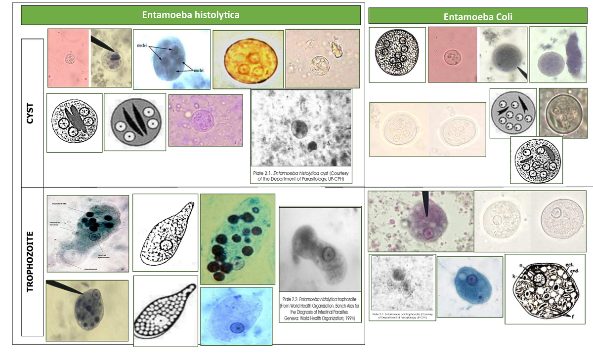 Protozoan pics - lecture notes - medical technology - CYST Entamoeba ...