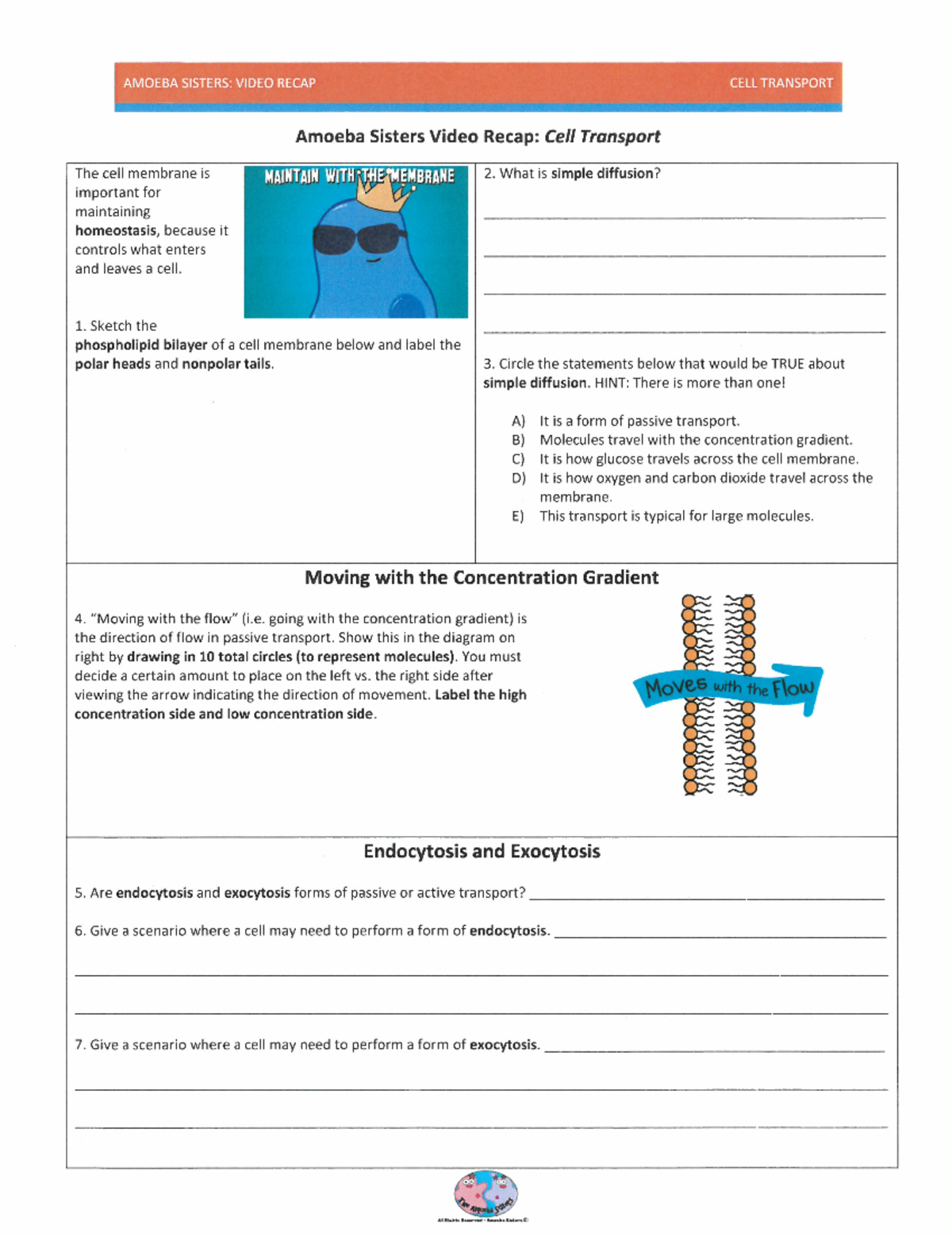 Cell Transport Video Recap WS - Studocu