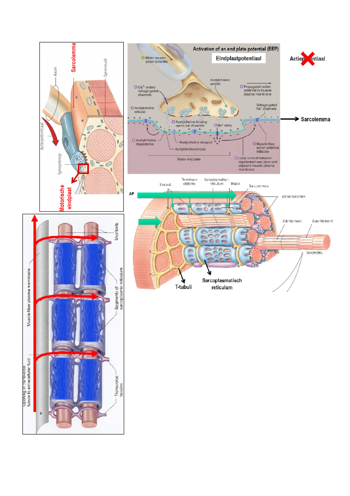 Week 4.3 College Zenuwstelsel Spiercontractie - Fysiologie - Studeersnel
