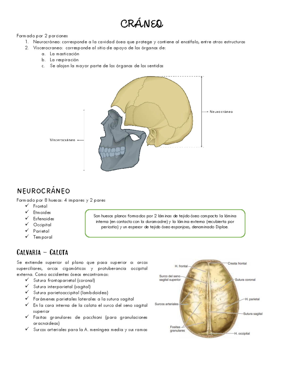 Final Anato neuro - CRÁNEO Formado por 2 porciones 1. Neurocráneo ...
