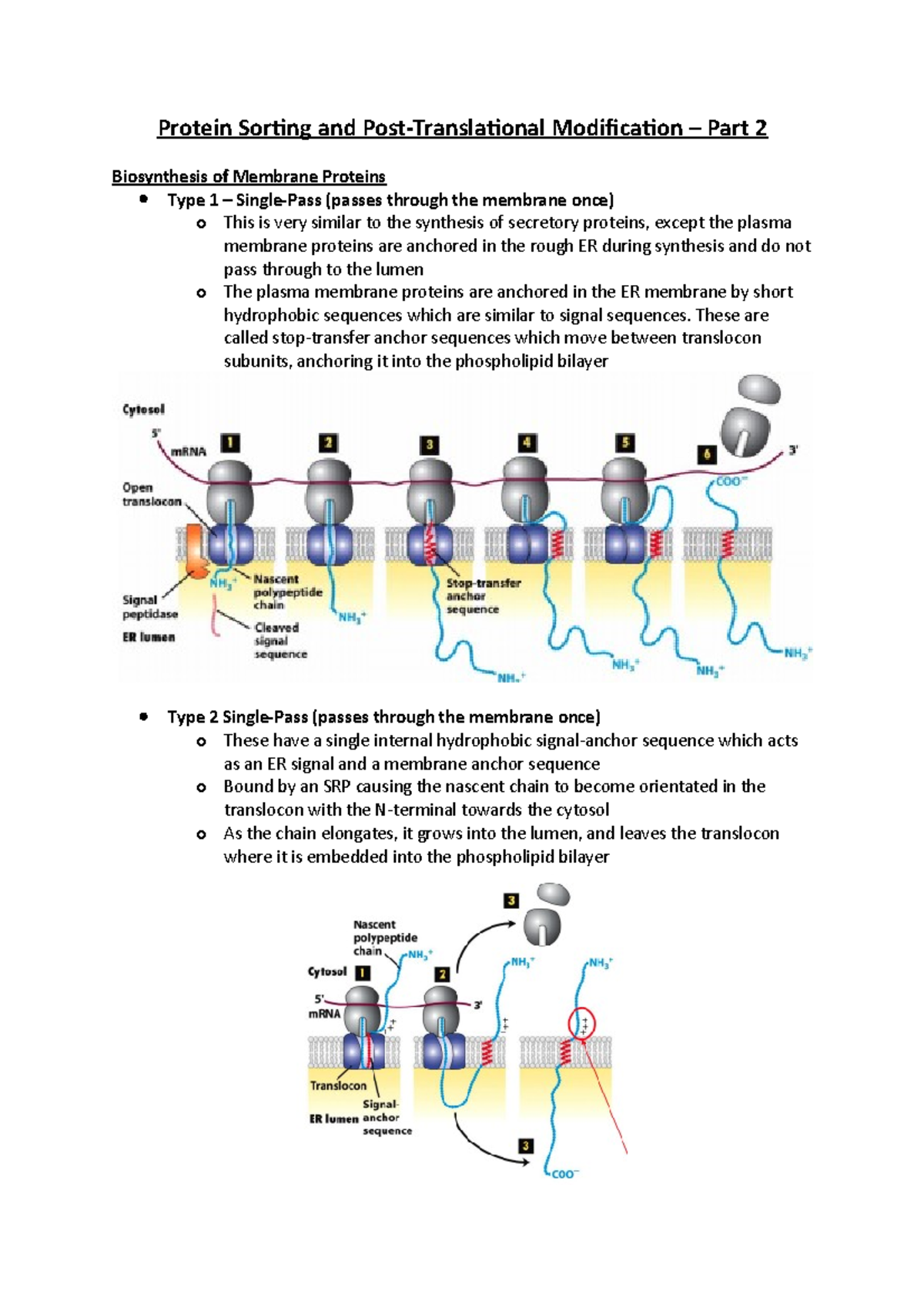 Protein Sorting and Post Translation Modification - Part 2 - Lt 16 ...