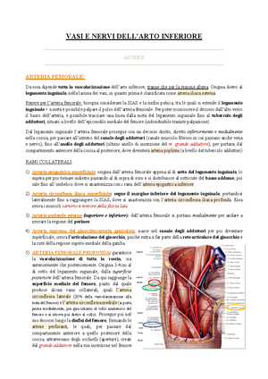 Anatomia Speciale Laringe - STRUTTURA MICROSCOPICA LARINGE Componenti ...