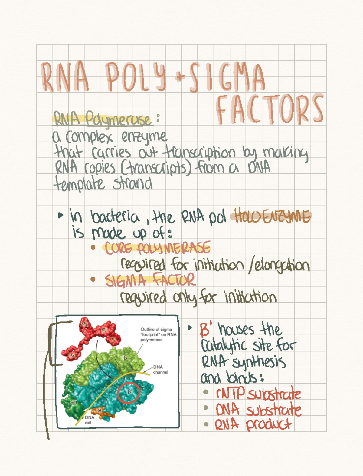 Lecture 8 Notes - RN A POLY SIGMA FACTORS RYomPiYEmé that carries ...