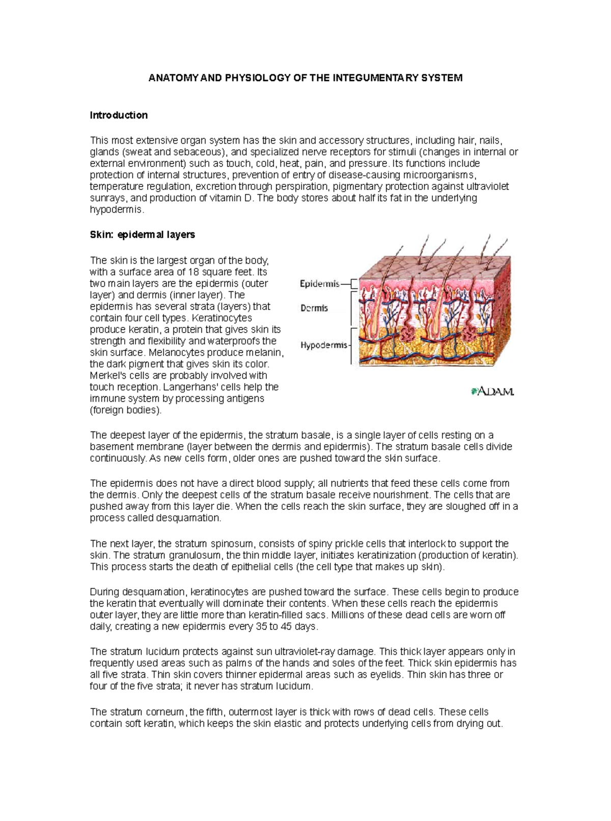 Anatomy and Physiology of the Integumentary System - ANATOMY AND ...