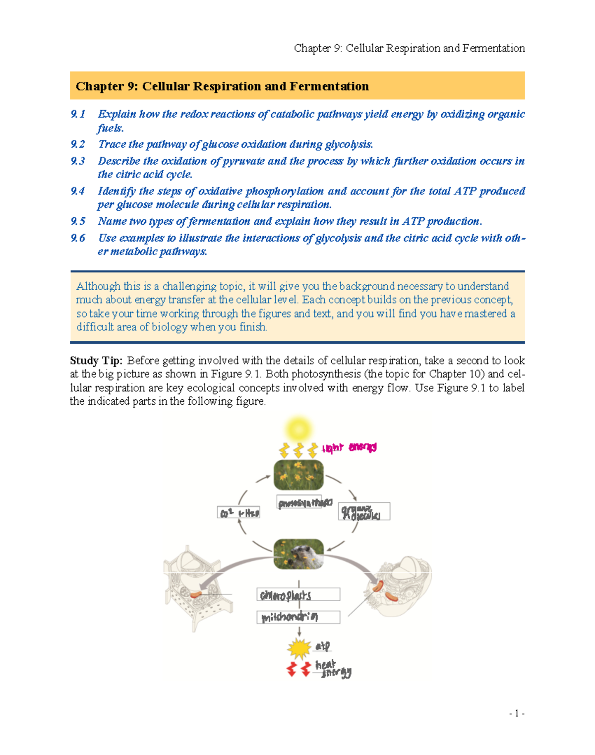 Active Reading Notes 09 Part 2 Short 2 - Chapter 9: Cellular ...