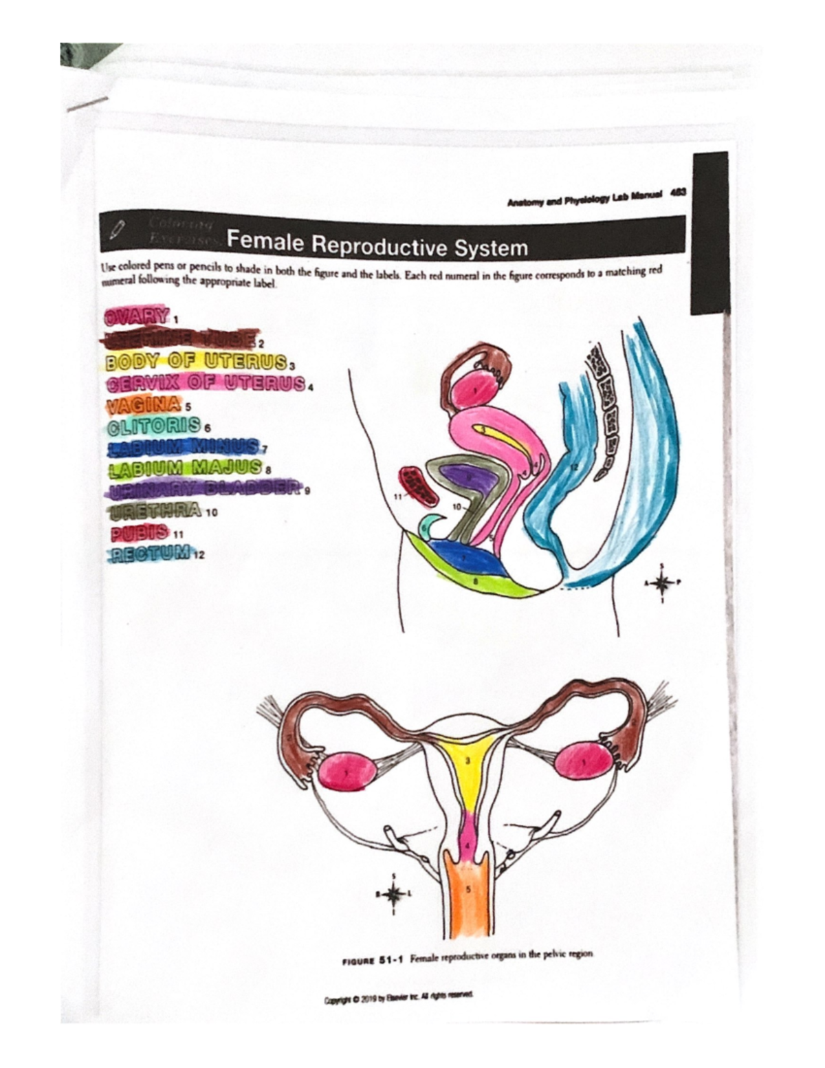 Female reproductive - anaphy - Human Anatomy & Physiology - Studocu
