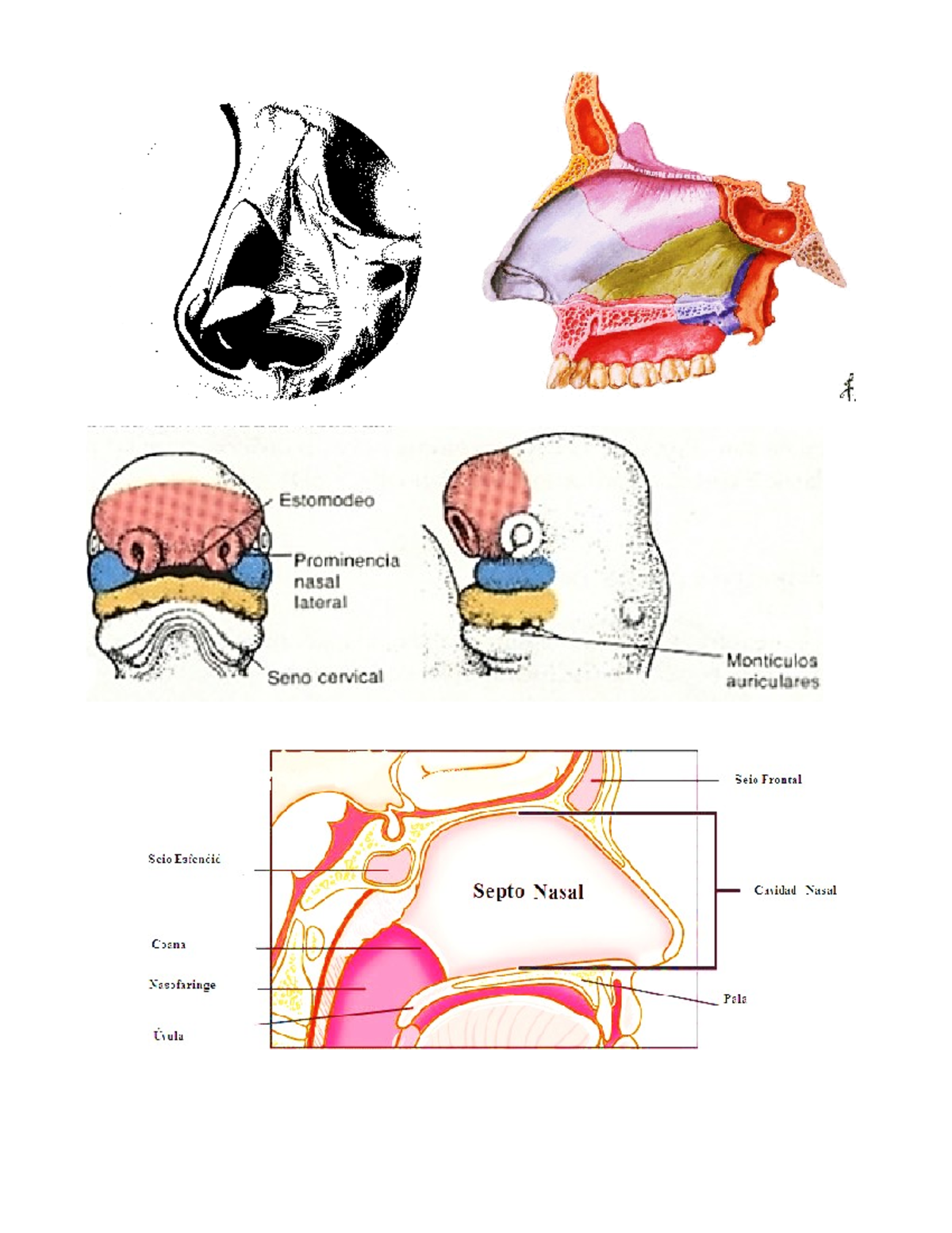 Esquema s de senos - EMBRIOLOGIA - Embriología Humana - Studocu