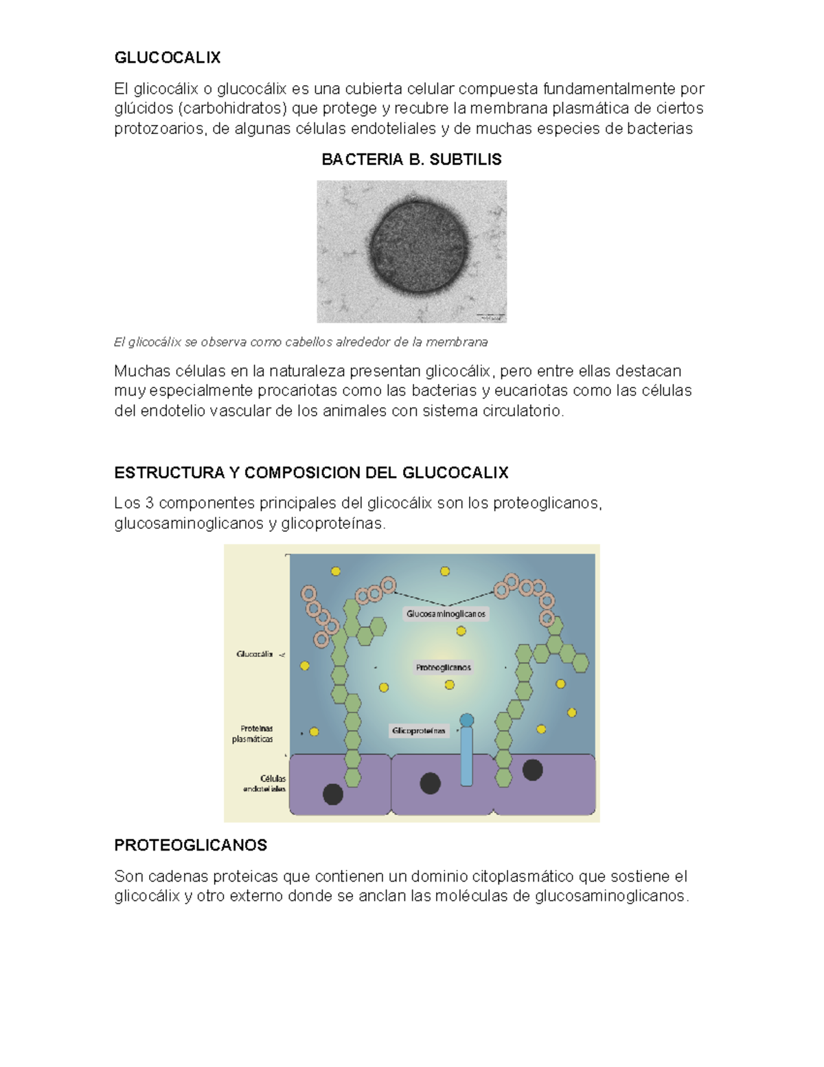 EXPO Glucocalix - importante - GLUCOCALIX El glicocálix o glucocálix es ...