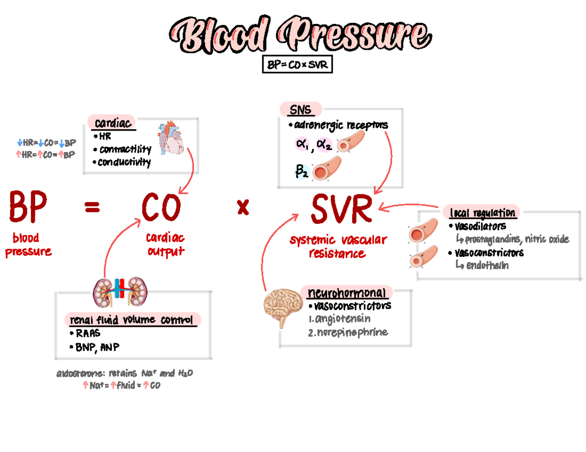 BP & Sympathetic Receptors - Blood Pressure BP=CO*SVR SNS cardiac adrenergic receptors HR HR=JCO ...