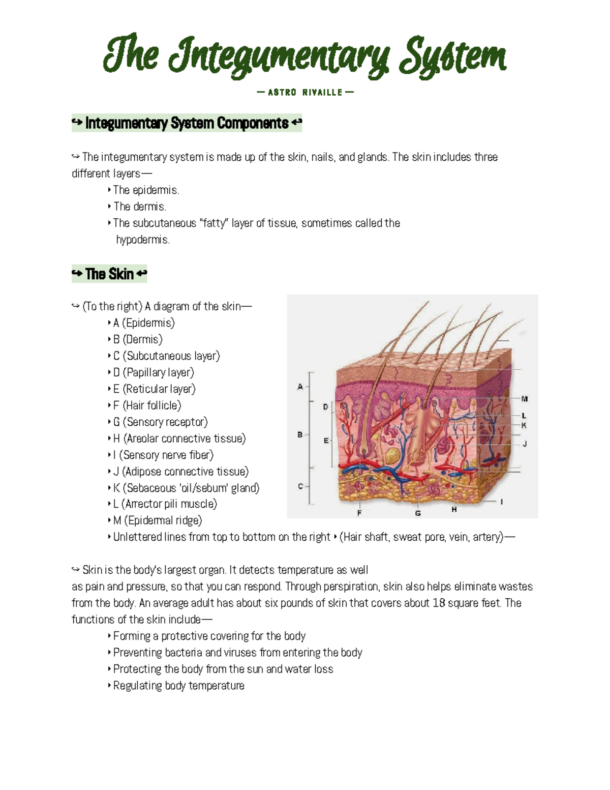 The Integumentary System - The skin includes three different layers ...