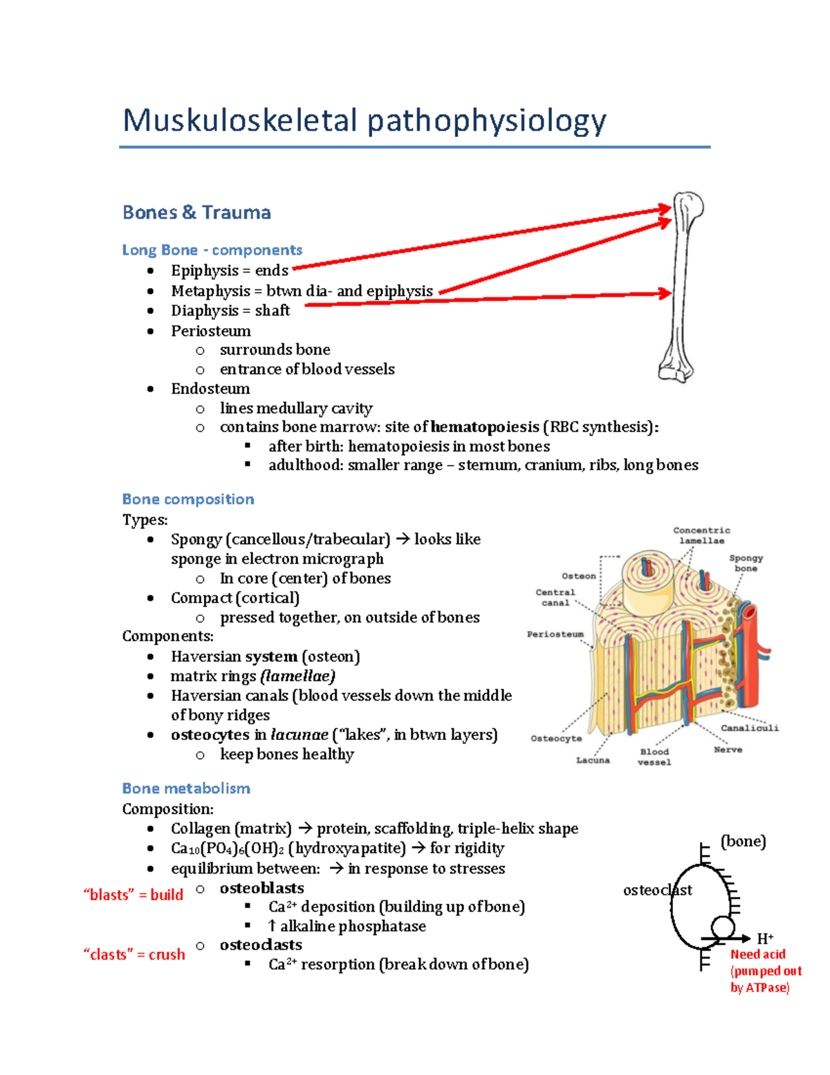 Summary - Musckuloskeletal, Neurobiology, Renal, Respiratory ...