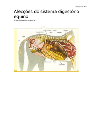Digestório de equino - Aula completada - SISTEMA DIGESTIVO DO EQUINO ...