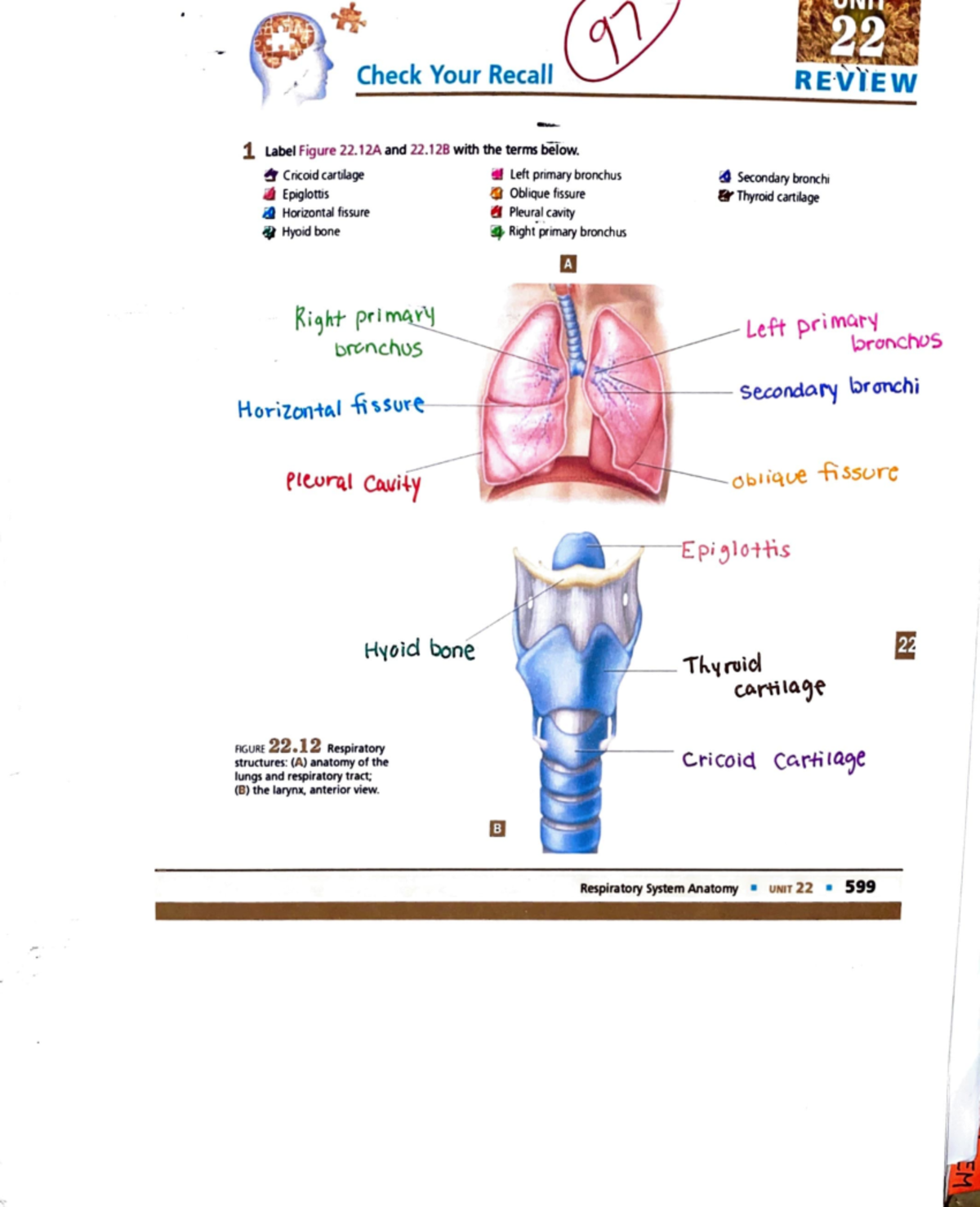 Respiratory system lab report - ~ heck Your Recall (:SJ,! 1 Label ...