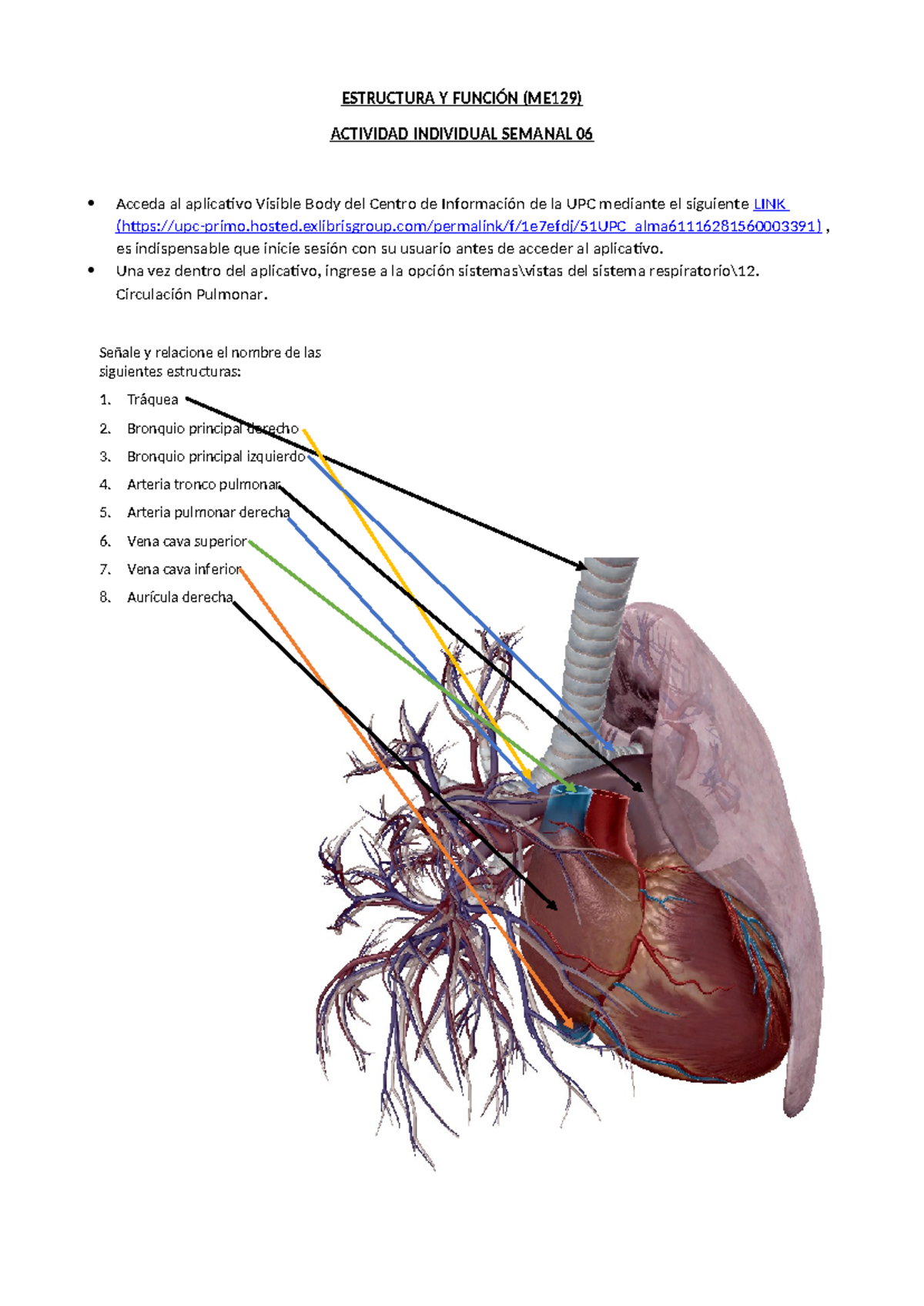 Estructura y Función Semana 6 - ESTRUCTURA Y FUNCIÓN (ME129) ACTIVIDAD ...