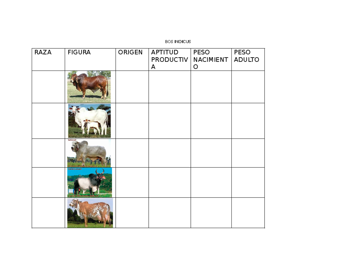 BOS Indicus tabla - medicina veterinaria - BOS INDICUS RAZA FIGURA ...
