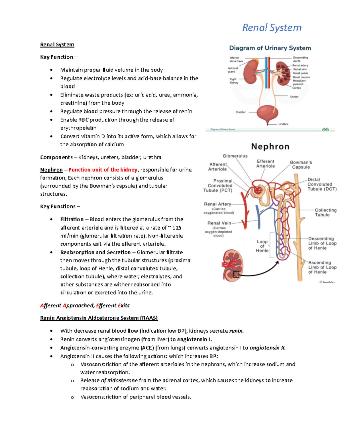 Renal System - Renal System Key Function – - Maintain proper fluid ...