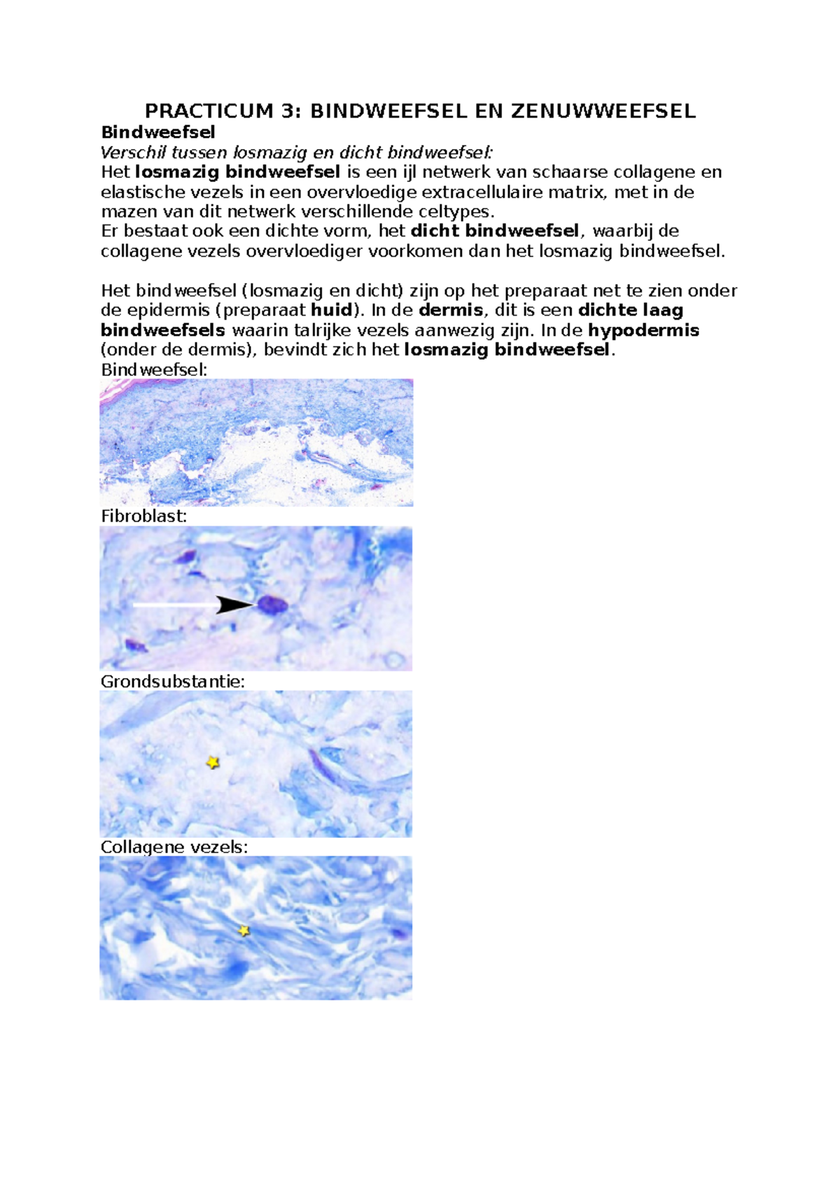 Practicum 3 - PRACTICUM 3: BINDWEEFSEL EN ZENUWWEEFSEL Bindweefsel ...